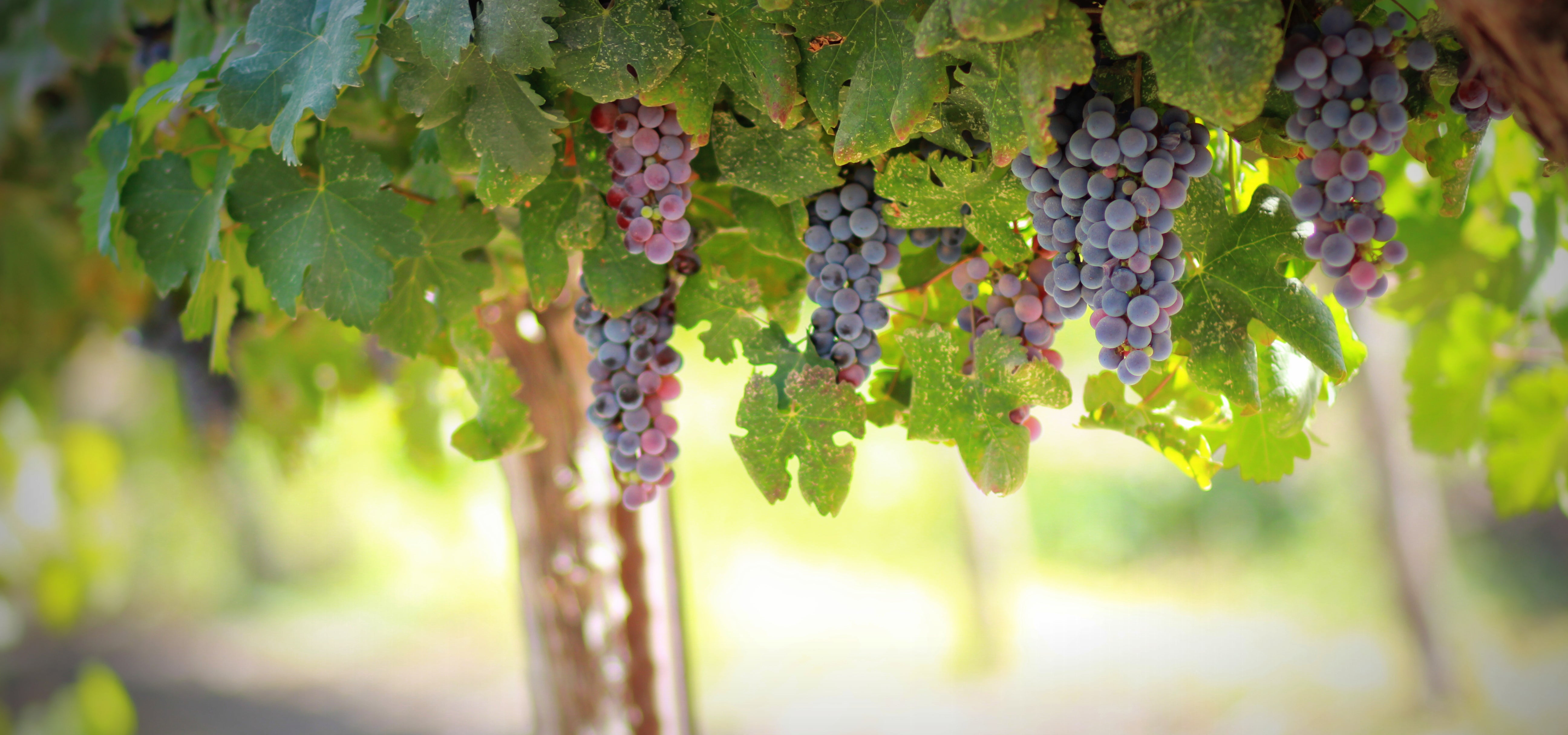 Red Wine Collection – Redwood Wines